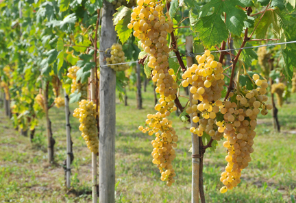Dorona, a lagoonal wine (aàh Venezia aàh Venissa aàh Venùsia) | Do Bianchi
