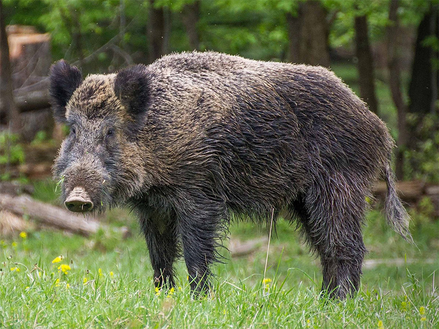 Italy’s wild boar problem: 10 metric tons of wine grapes lost to hungry ...