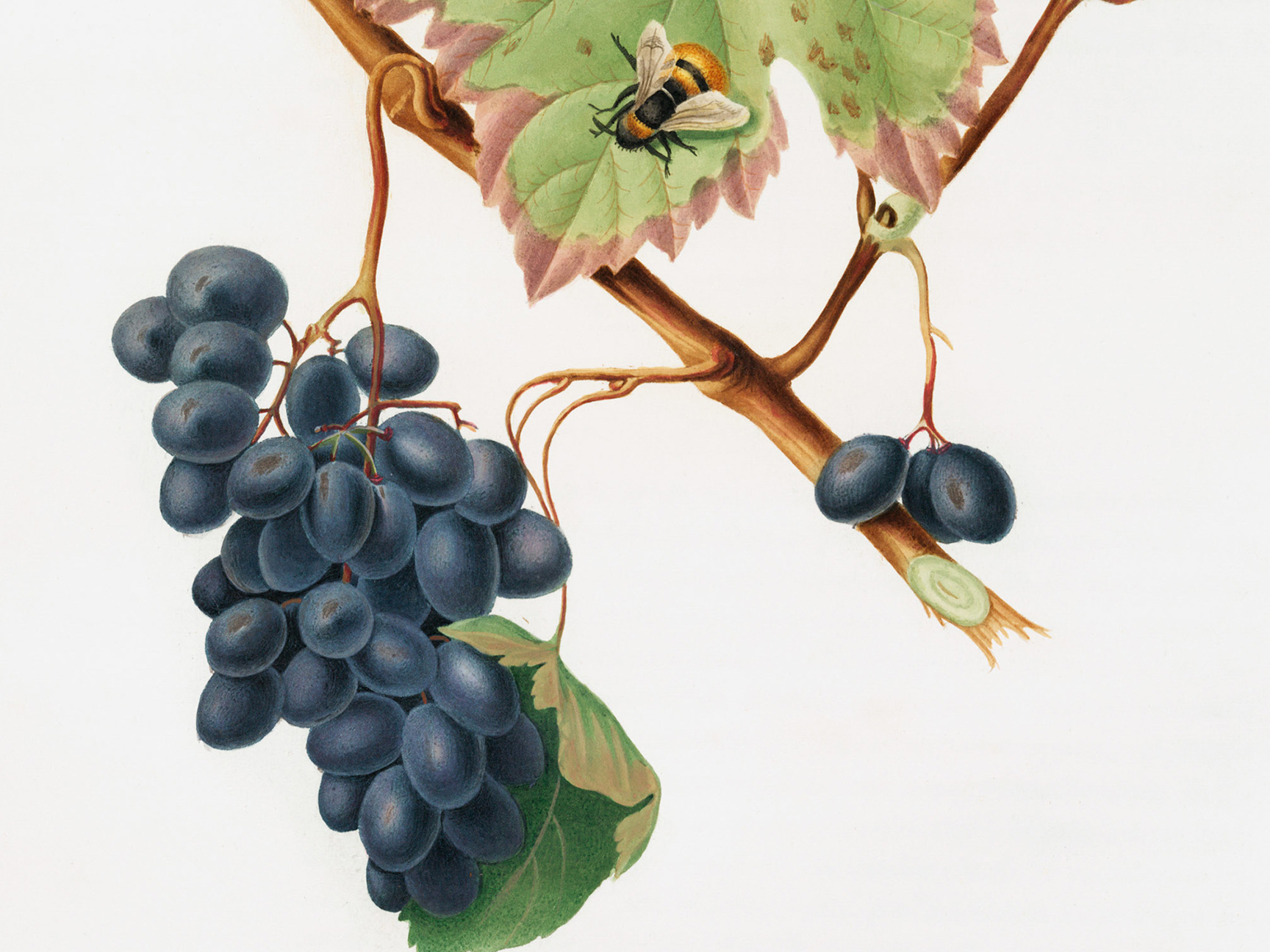 Stop calling Barbera the “wine of the people”! We no longer live in a ...