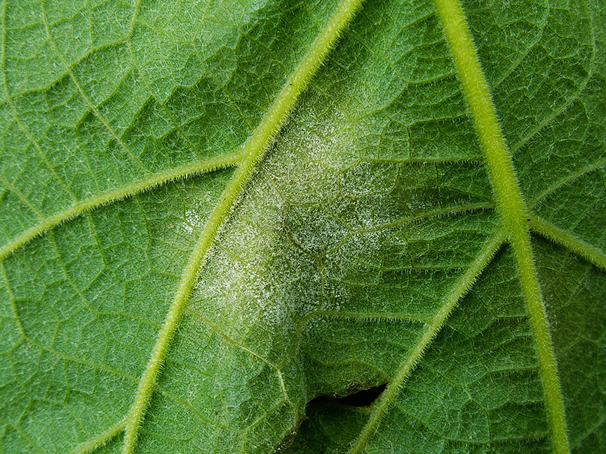 Areas in central and southern Italy heavily impacted by peronospora ...