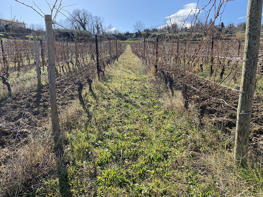 Masciarelli, a wine that changed the way we love Abruzzo wines. | Do ...